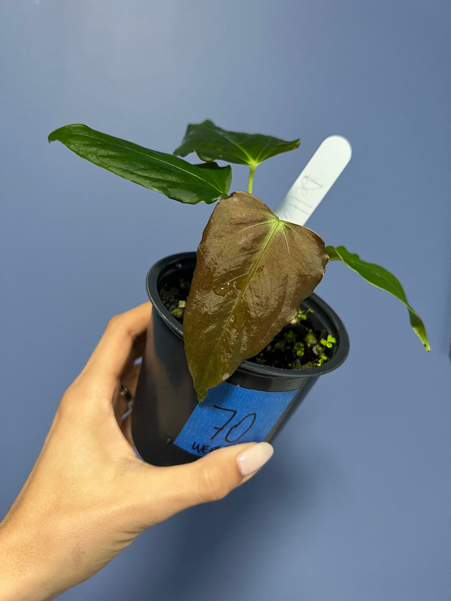 Anthurium Delta Dawn x Self – Lauderdale Aroid House