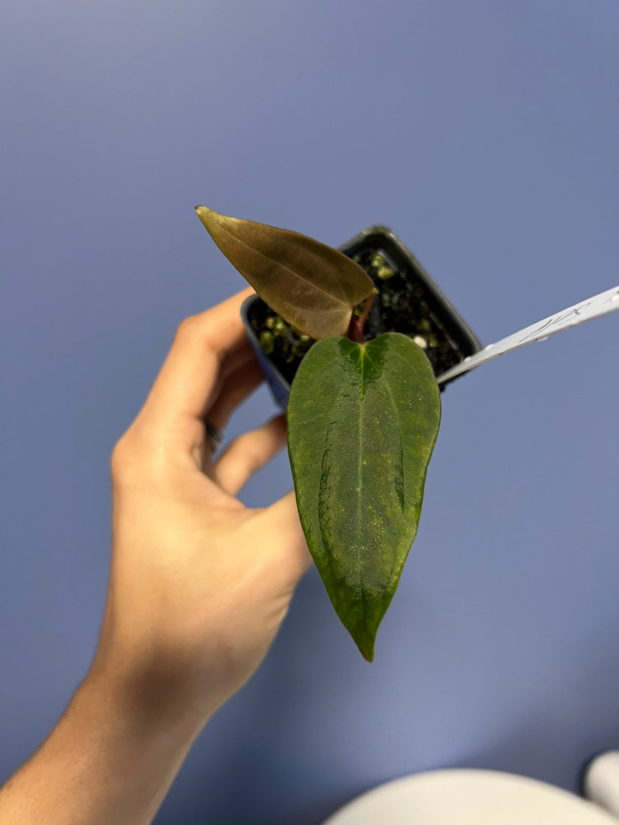 Anthurium Portillae – Lauderdale Aroid House