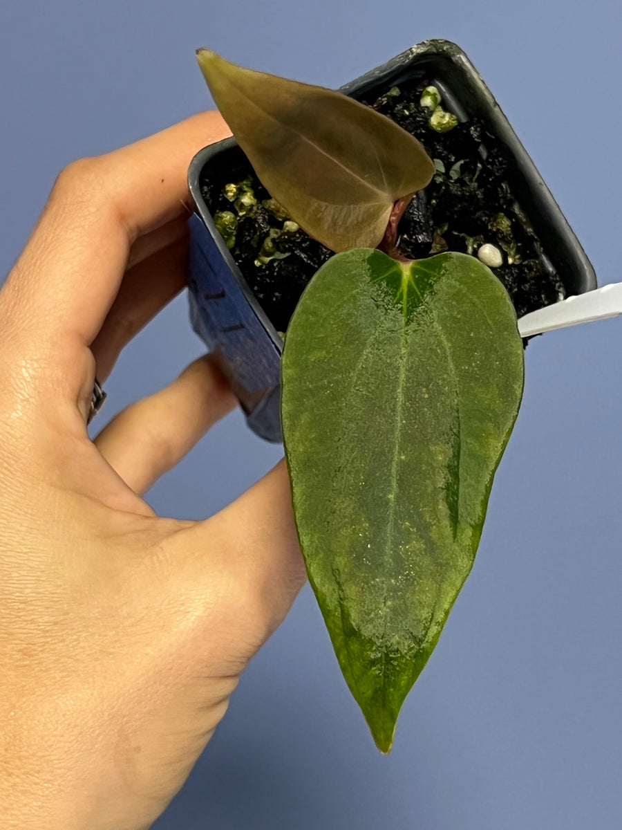Anthurium Portillae – Lauderdale Aroid House