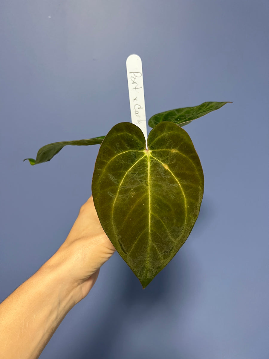 Anthurium Portillae x Carlablackiae – Lauderdale Aroid House