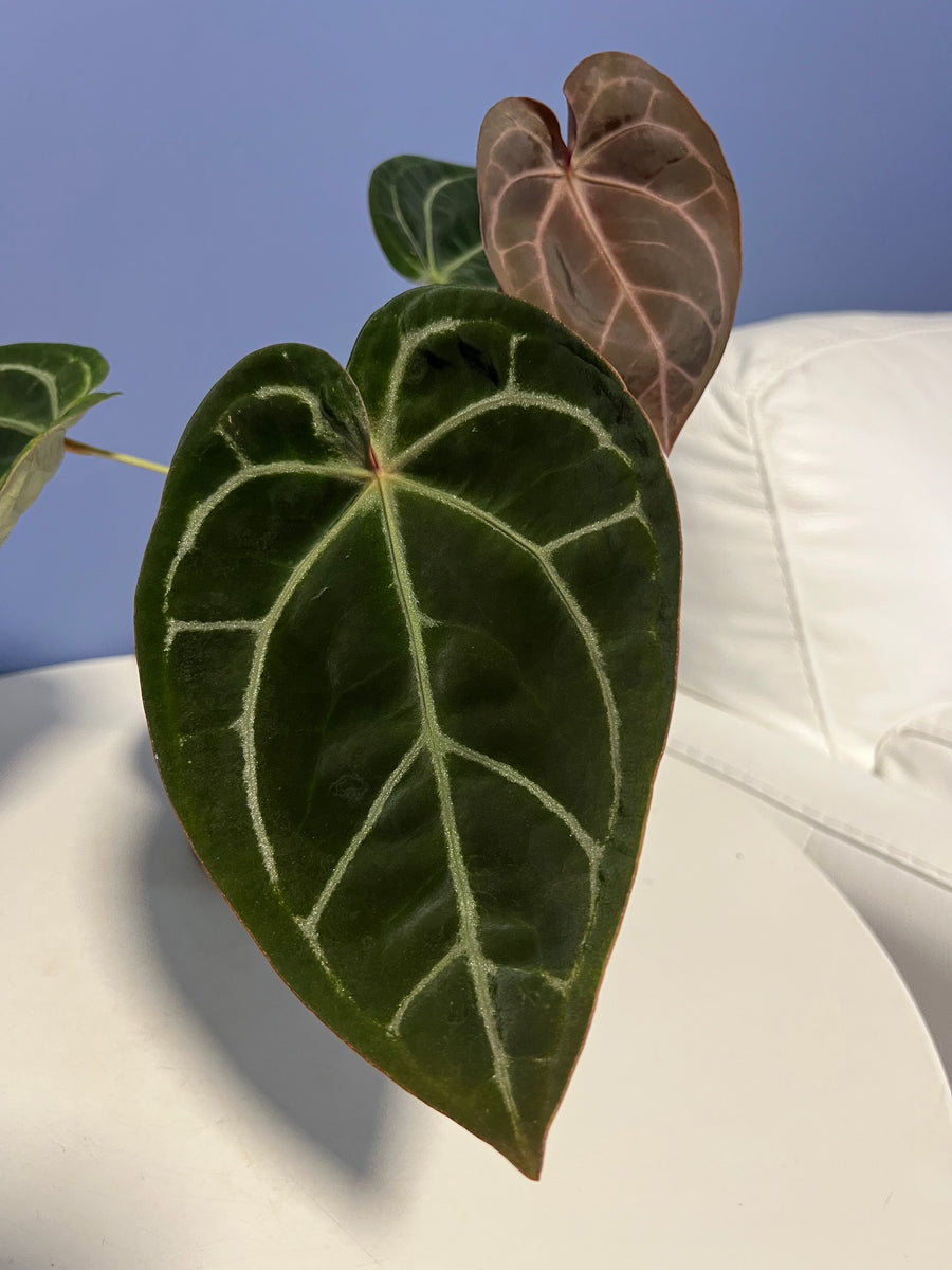 Anthurium Doc Block's SKG Grey x Crystal Mag – Lauderdale Aroid House