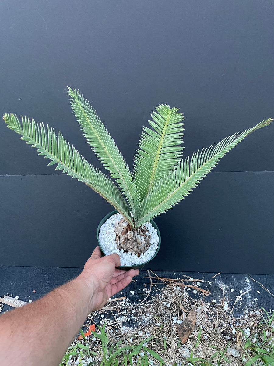 Dioon sp. Santa Ana del Rio – Lauderdale Aroid House