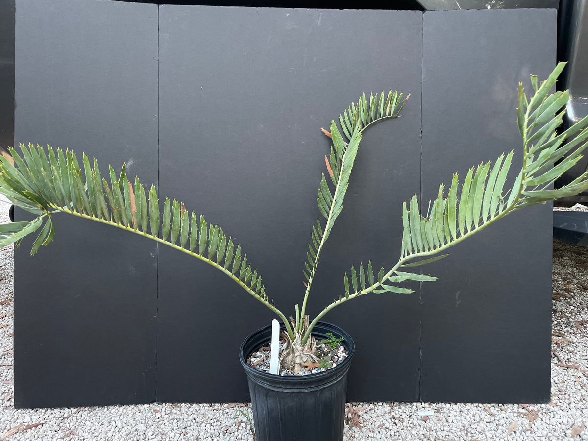 Encephalartos cupidus – Lauderdale Aroid House