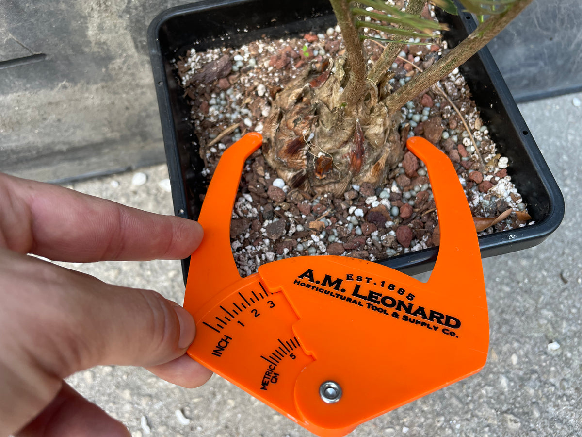 Dioon sp. giant purpusii – Lauderdale Aroid House